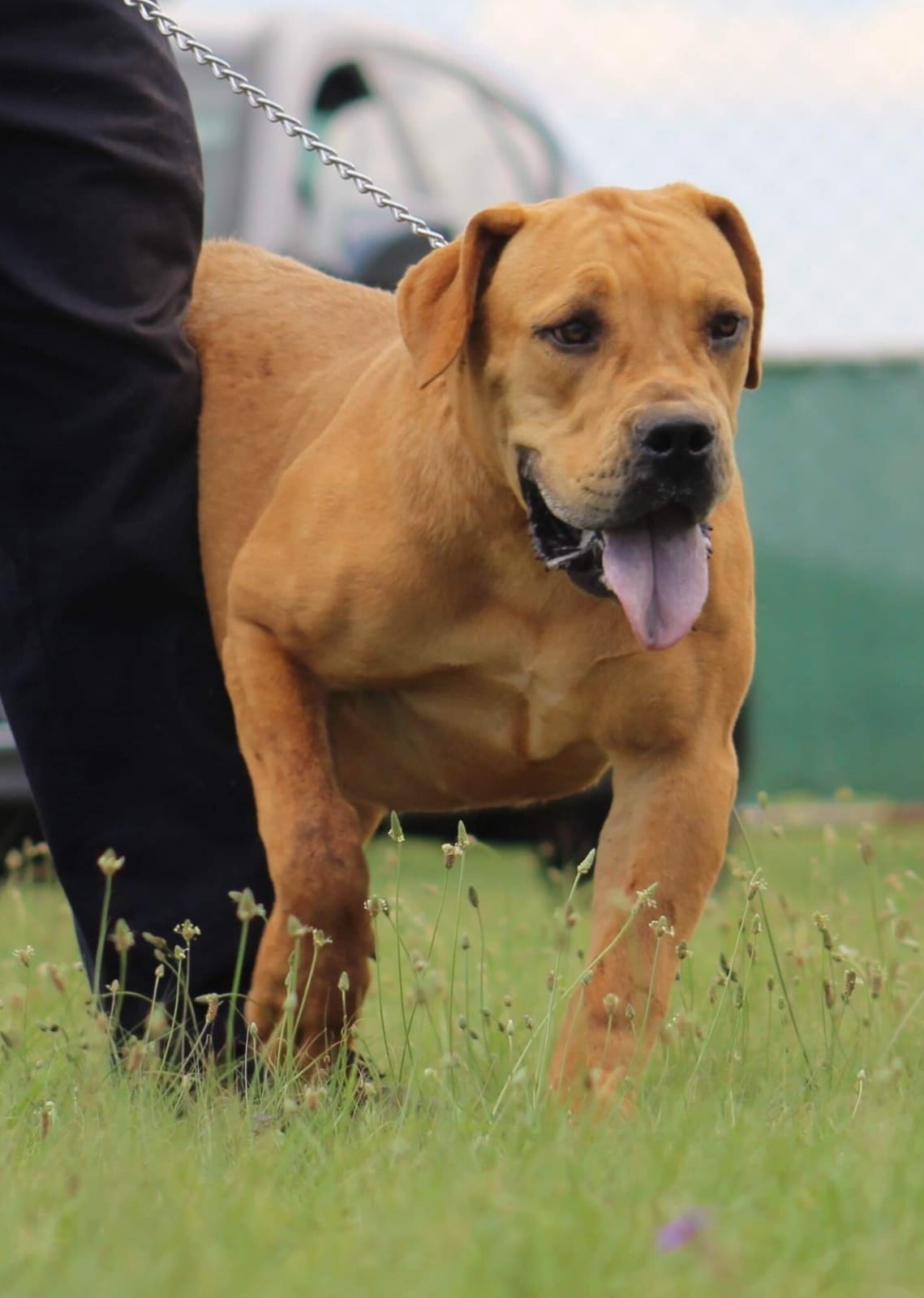 Njal Hope (Suid Kaap Bismarck x Klein Sandfontein Marthella) – Stone ...